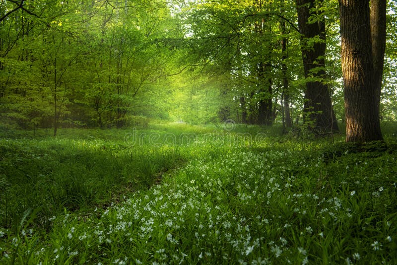 Barely Noticeable Path among the Blooming Forest in Early Spring ...