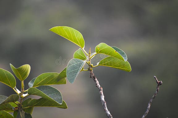 Bargad Ka Ped Aka Banyan Tree Stock Image - Image of banyan, tree ...