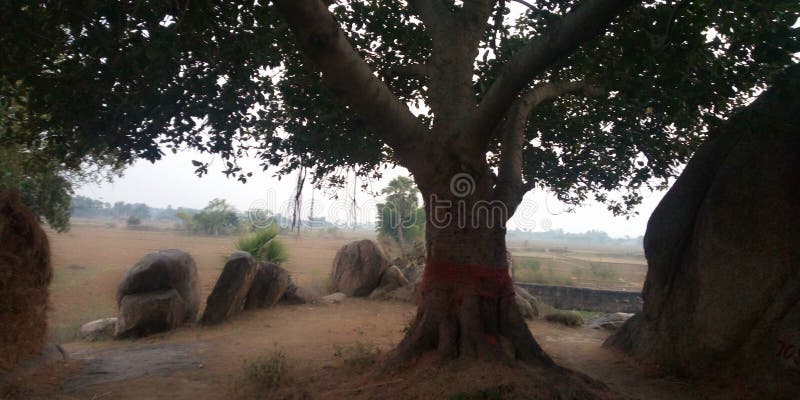 Bargad ka tree stock image. Image of tree, bargad, upload - 135363819