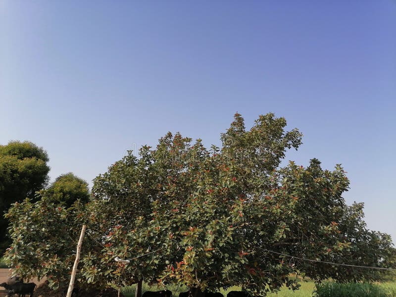 Bargad Plant Stock Photos - Free & Royalty-Free Stock Photos from ...