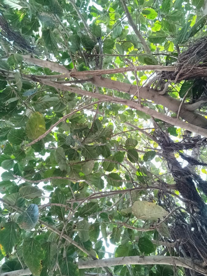 141 Bargad Tree Stock Photos - Free & Royalty-Free Stock Photos from ...