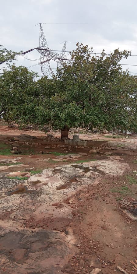 Bargad ka tree stock image. Image of tree, bargad, upload - 135363819