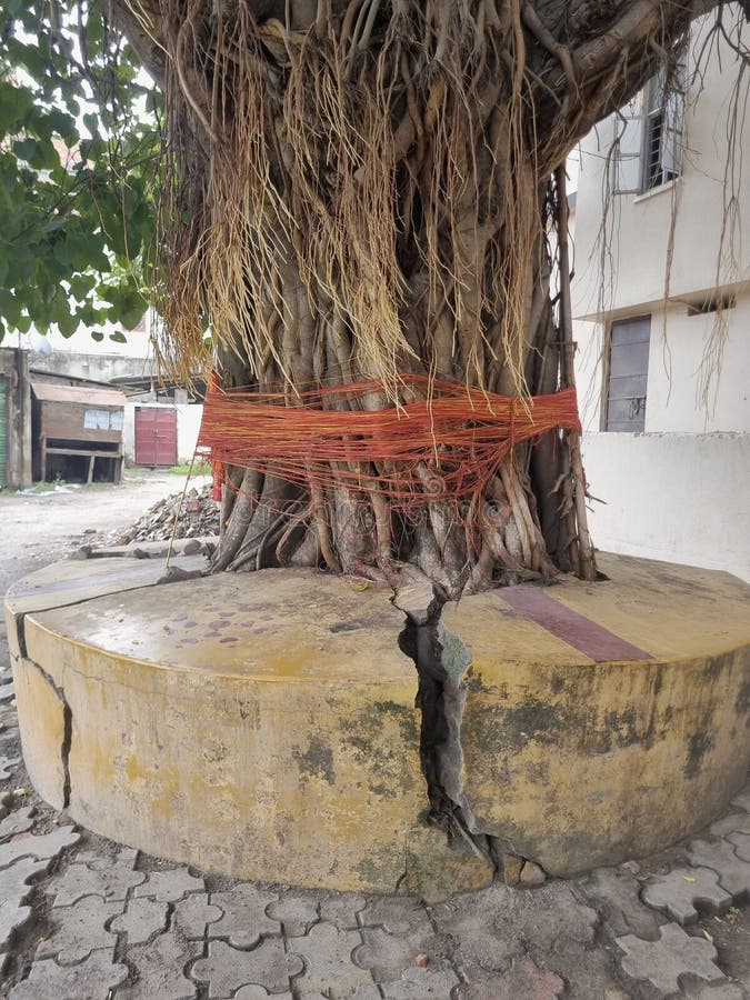 Bargad Tree | Bargad Worship Tree Stock Image - Image of bargd, statue ...