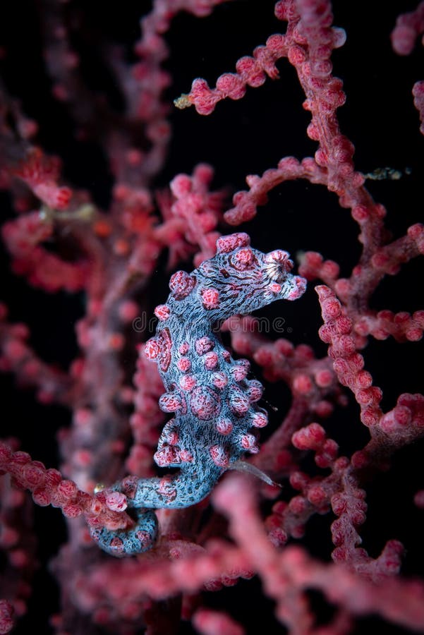 Bargibanti Pygmy Seahorse Hippocampus Bargibanti Stock Image - Image of ...