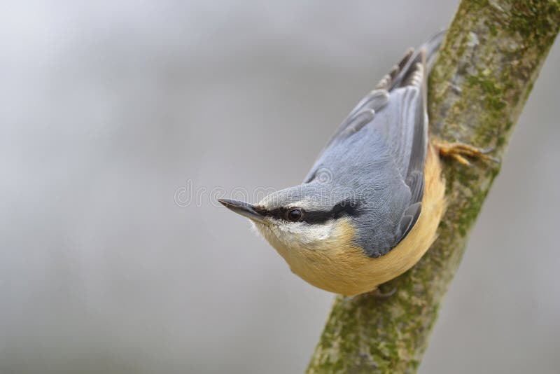 Bargiel zdjęcie stock. Obraz złożonej z skrzydło, zima - 36419866