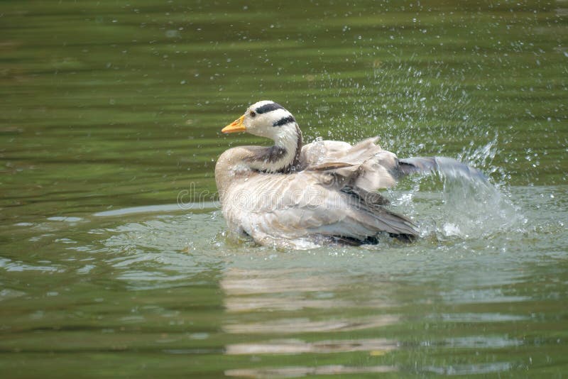 Barhead goose stock photo. Image of lake, wildlife, birds - 32944082