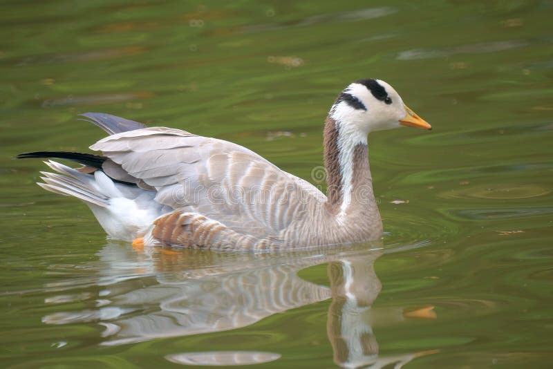 Barhead goose stock photo. Image of goose, animal, water - 32944042