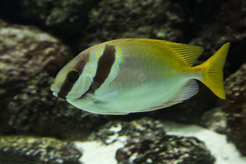 The Barhead Spinefoot Siganus Virgatus. Stock Image - Image of aquarium ...