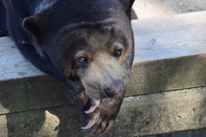American Black Bear Or Baribal Stock Image - Image of mammals, anmals ...