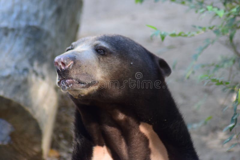 Baribal bear stock image. Image of mammal, typical, hybrid - 126574299