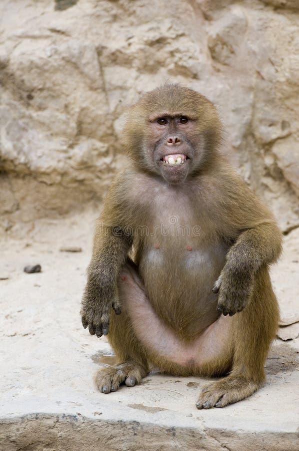 Baring Teeth stock photo. Image of endangered, baboon, species - 197764