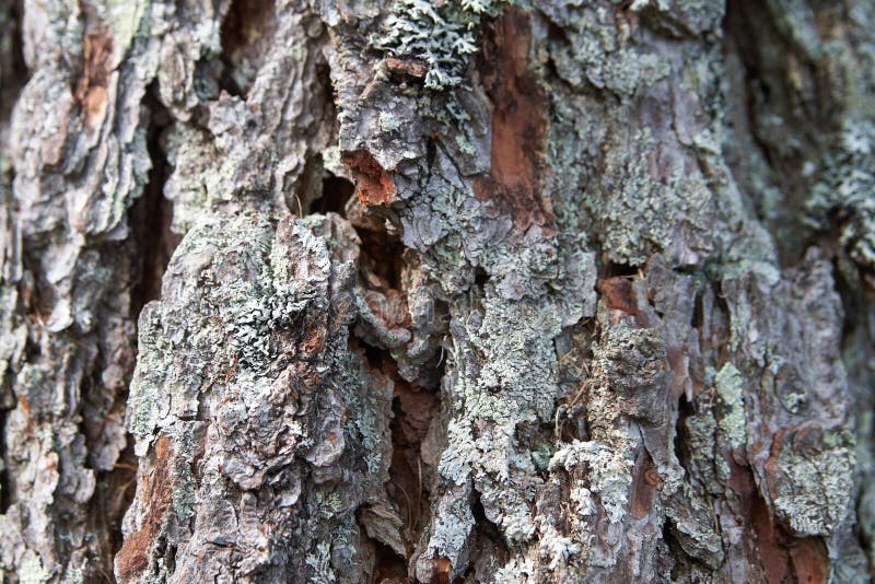 Bark stock photo. Image of bark, material, closeup, pattern - 10469942