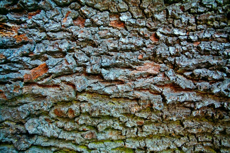 Bark stock photo. Image of structure, firewood, organic - 11222508