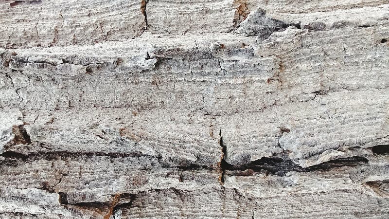 Bark stock image. Image of tree, nature, beautiful, bark - 118037817