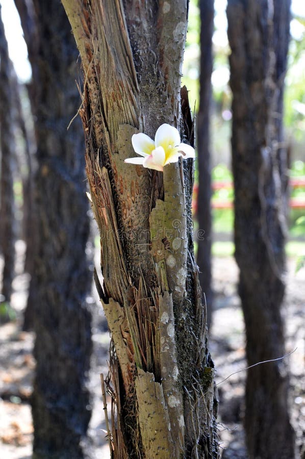 Bark stock image. Image of tranquility, purity, hope - 13041861