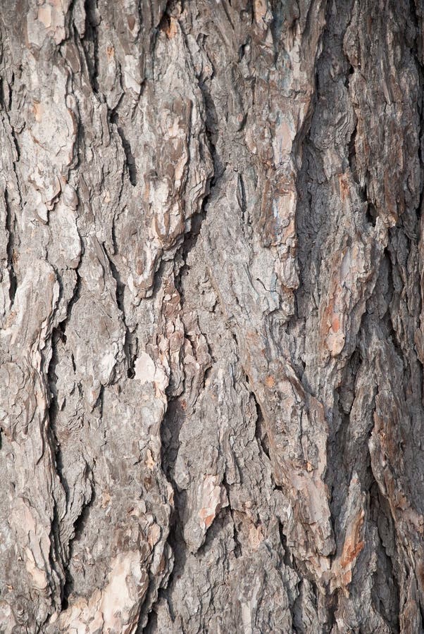 Bark stock image. Image of background, bark, nature, brown - 13417283