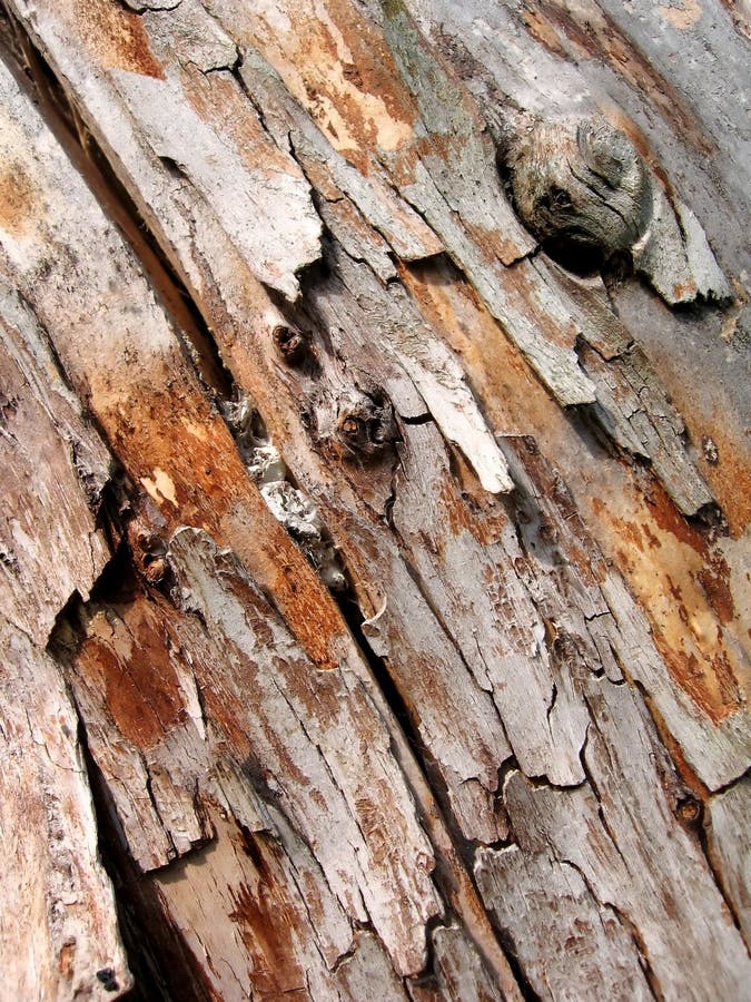 Break in the Bark stock photo. Image of bark, wound, open - 2635288