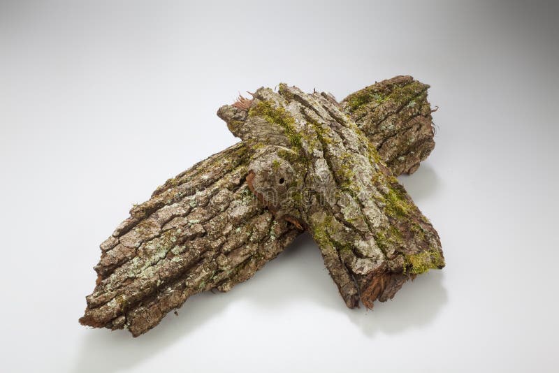 Bark stock photo. Image of environment, rough, wooden - 14450394