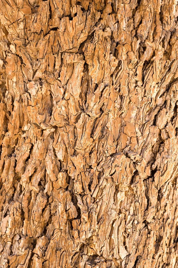 Bark stock image. Image of botanical, bark, nature, cracked - 15252561