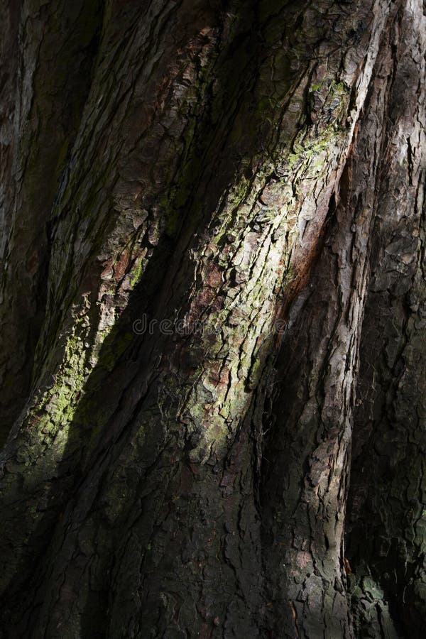 Bark stock image. Image of environment, frame, bole, textured - 15916279