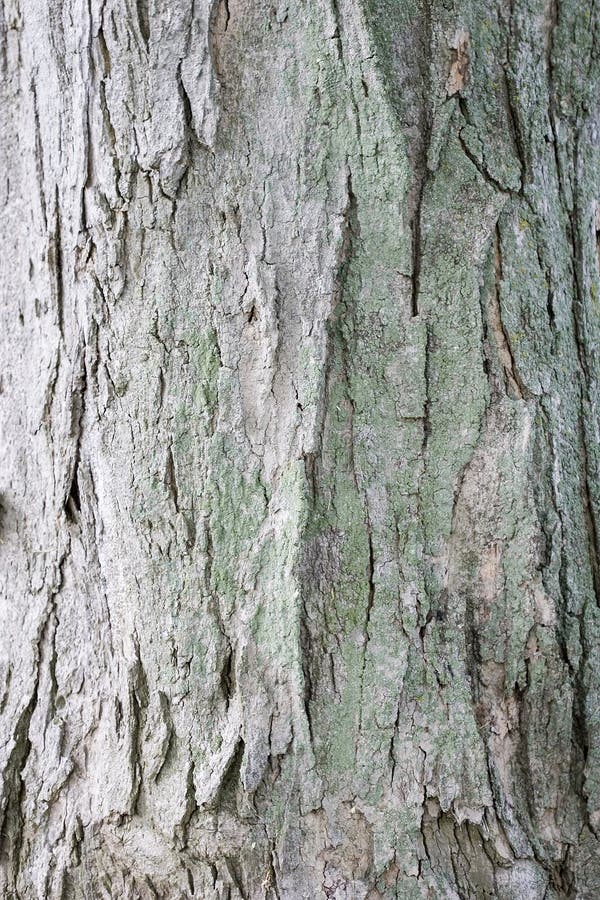 Birch bark stock image. Image of peel, decoration, spotted - 18025773