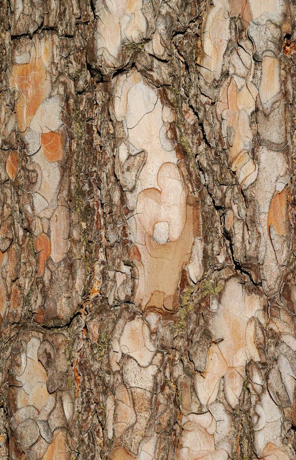 Bark stock image. Image of background, rough, plant, design - 16890003