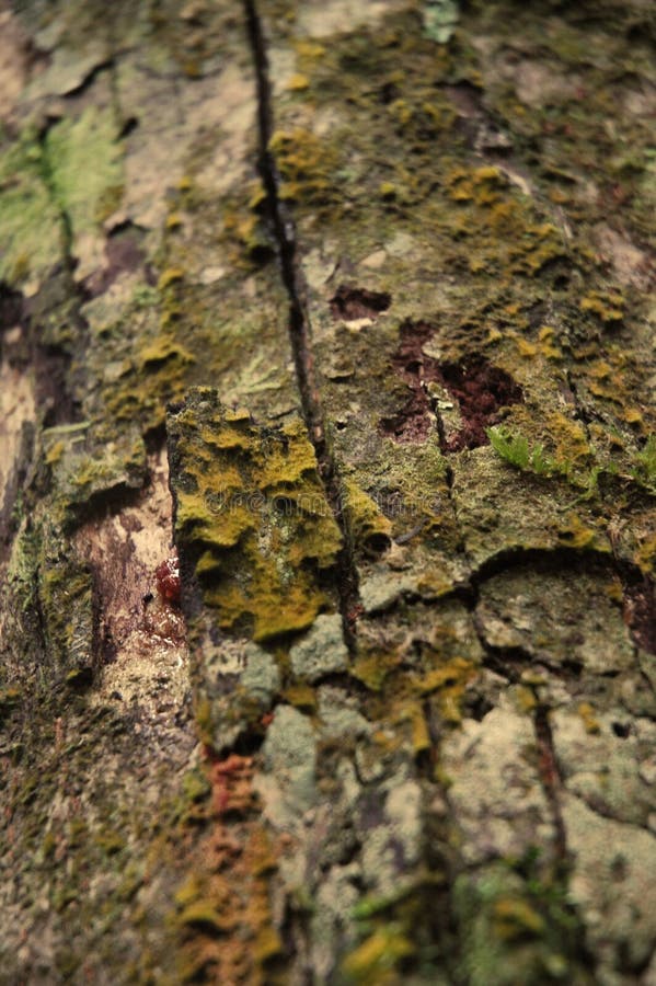 Bark stock photo. Image of peel, grow, nature, plant, forest - 221886