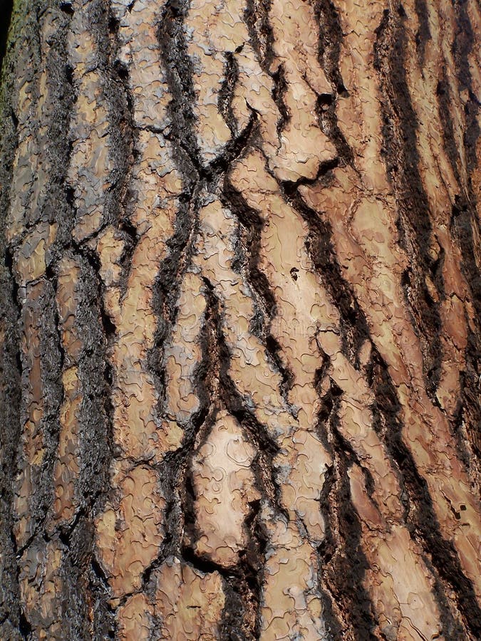 Bark stock image. Image of detail, lumber, decay, organic - 23941131