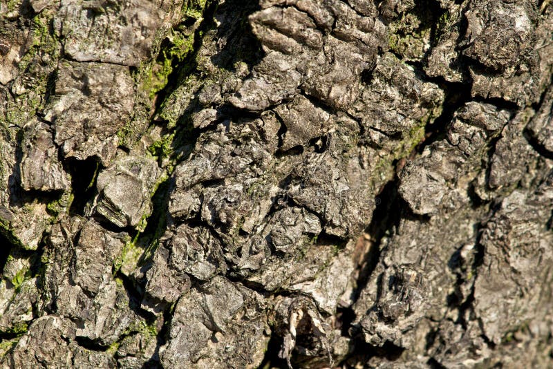 Bark stock photo. Image of rotten, bole, forest, park - 24257164