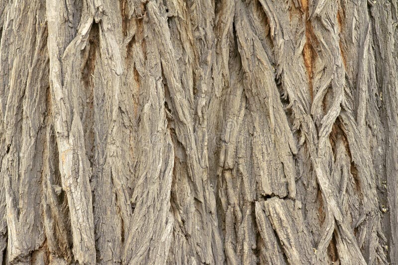 Locust Tree Beans stock image. Image of reproduce, drop - 290123