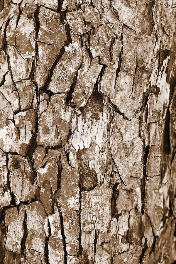 Bark stock photo. Image of pattern, detail, background - 24814298