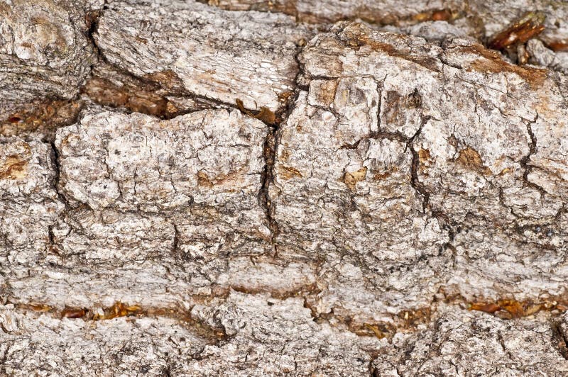 Bark stock photo. Image of environment, history, lumber - 25045354