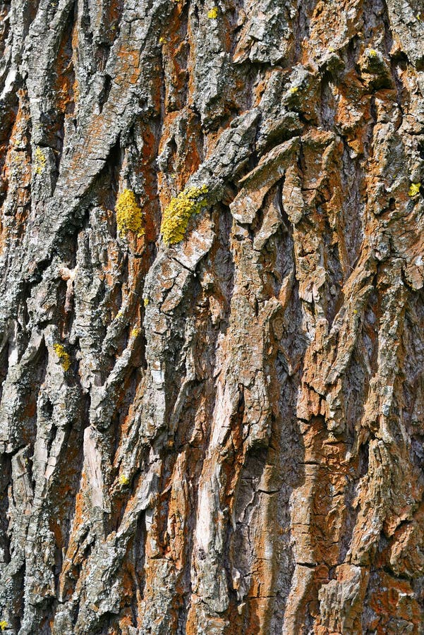 Bark stock image. Image of material, industry, life, process - 25109701
