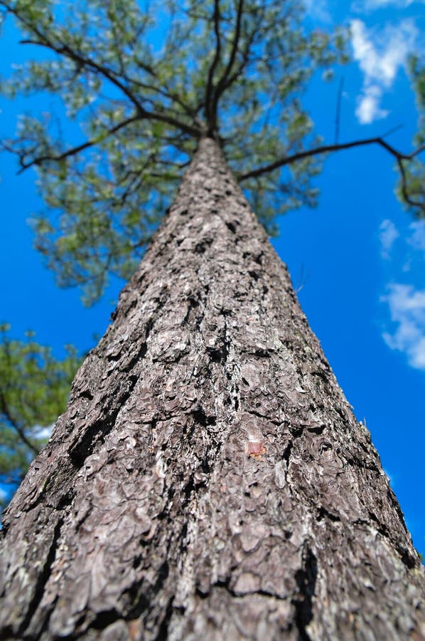 Bark stock image. Image of pine, misshapen, forest, perspective - 27913121