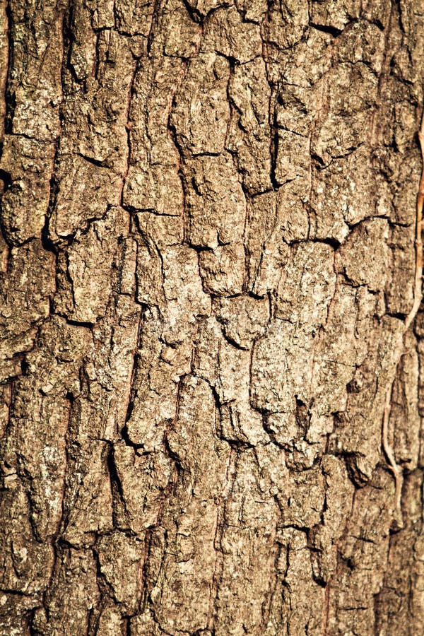 Bark of birch stock photo. Image of textured, bark, park - 8510730