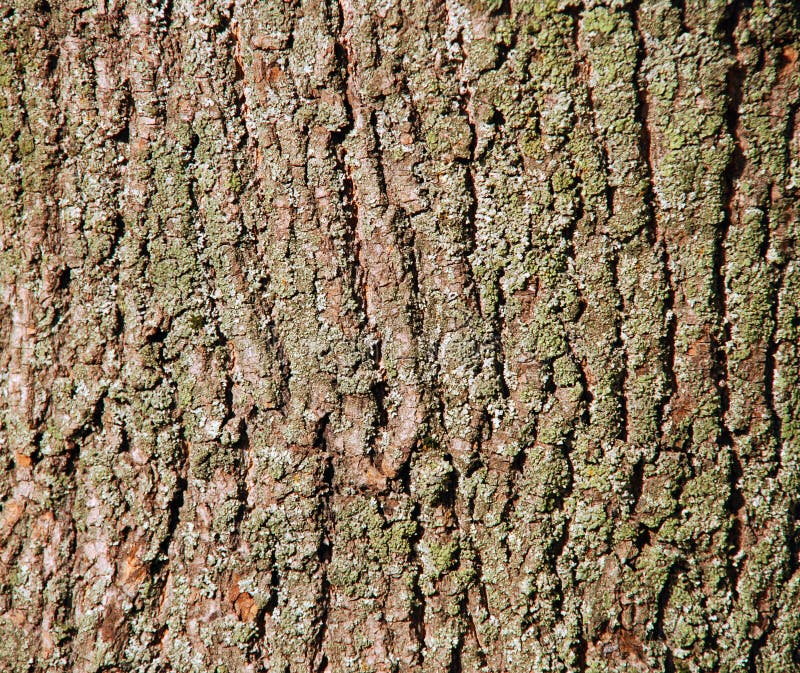 Bark stock photo. Image of nature, macro, backgrounds - 4286680