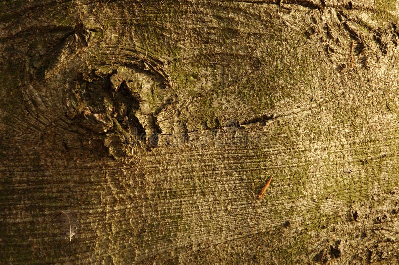 Bark stock photo. Image of skin, tree, algae, porous, natural - 468950