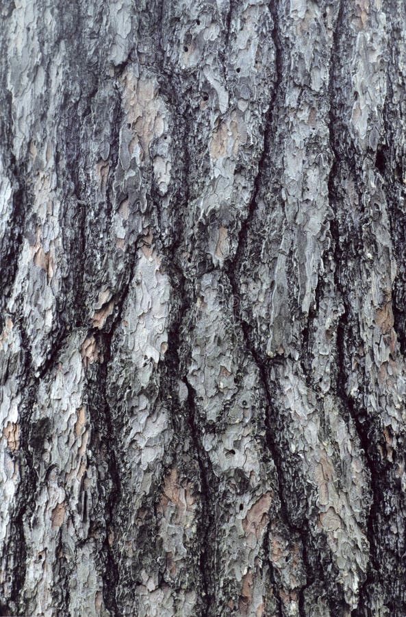 Craggy Bark of a Chestnut Oak Tree Stock Image - Image of tree ...