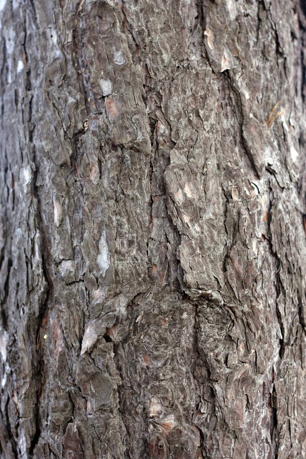 Bark stock photo. Image of pine, timber, tree, wood, bark - 6994062