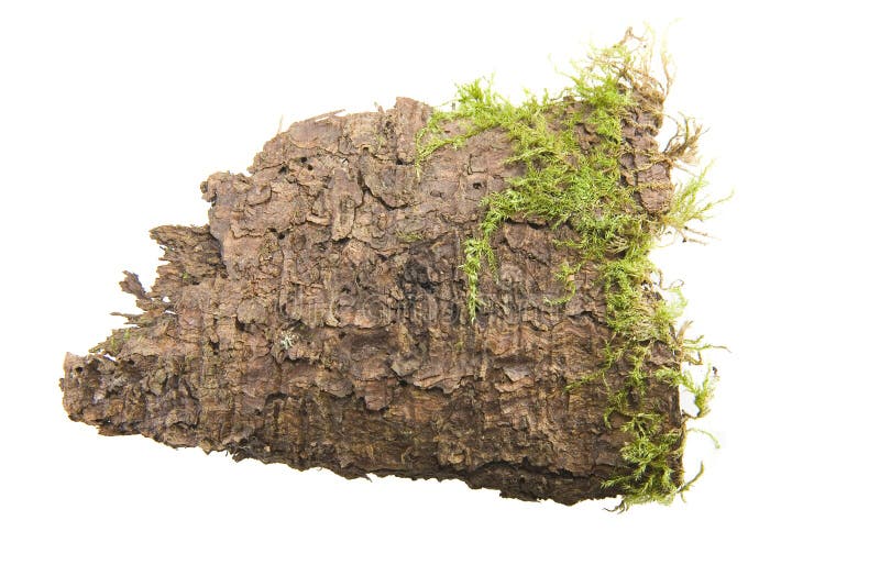 Bark stock image. Image of patterns, material, plant, pine - 8259787