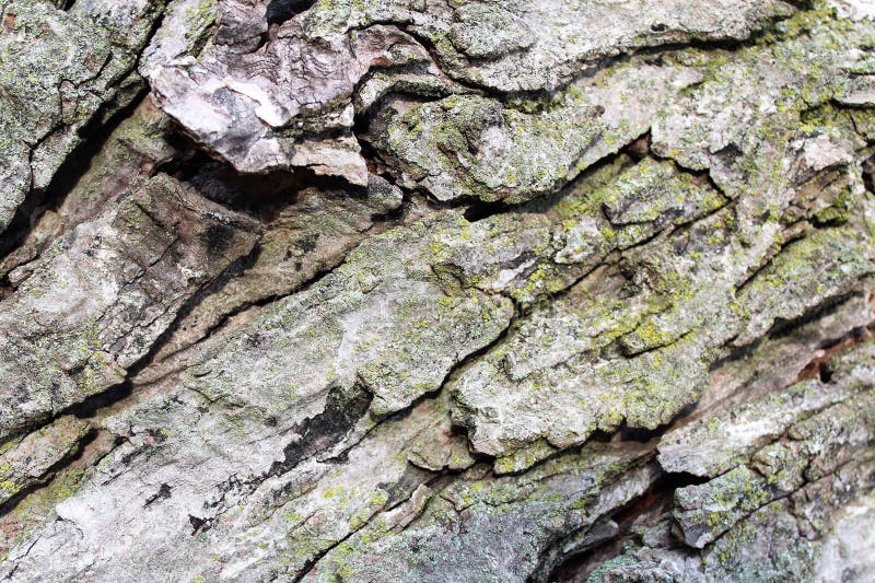 Bark stock image. Image of green, brown, bark, moss, rough - 93118195