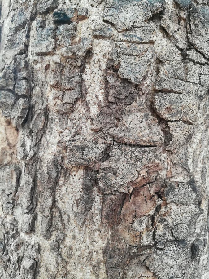 Bark stock photo. Image of tree, bark, plants, objects - 96757194