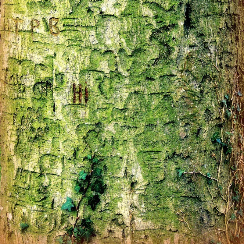 Bark abstract stock photo. Image of tree, bark, carving - 71009374