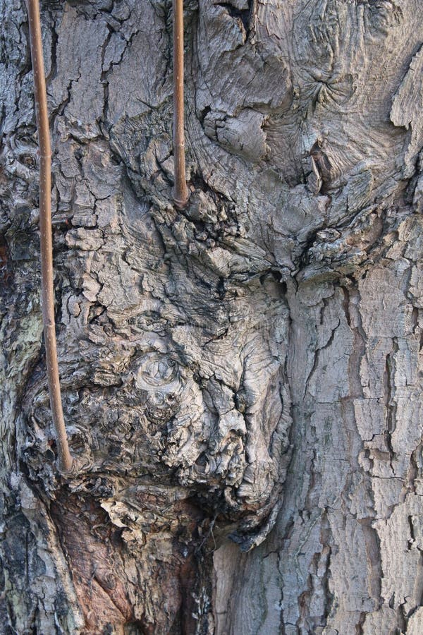 Bark Abstractions. the Park in Early Spring. Bare Tree Branches. Stock ...