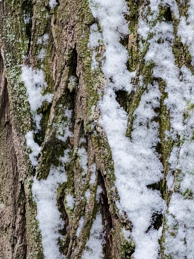 The Bark of an Acacia Tree is Covered with Snow in Winter Stock Photo ...