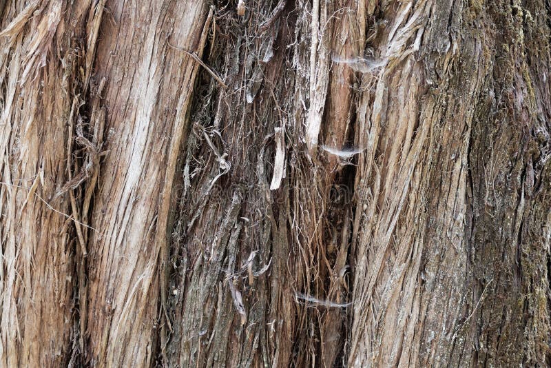 Bark of an African Juniper Tree, Juniperus Procera Stock Photo - Image ...
