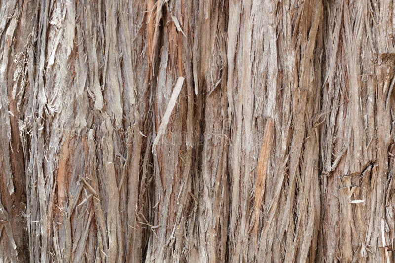 Bark of an African Juniper Tree, Juniperus Procera Stock Photo - Image ...