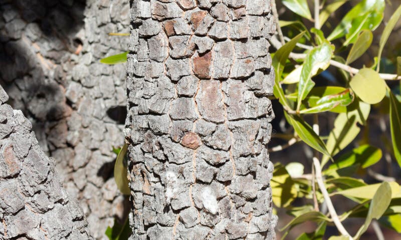 Bark Of The African Tulip Tree Stock Photo - Image of african, plant ...