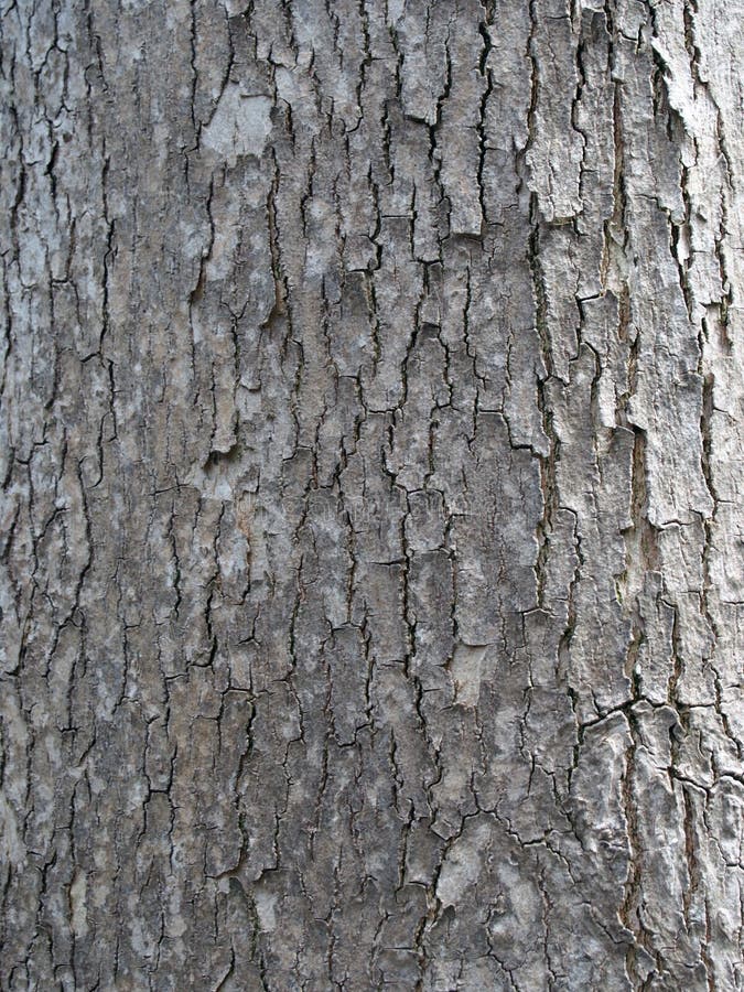 Bark of the African Tulip Tree Stock Photo - Image of african, plant ...