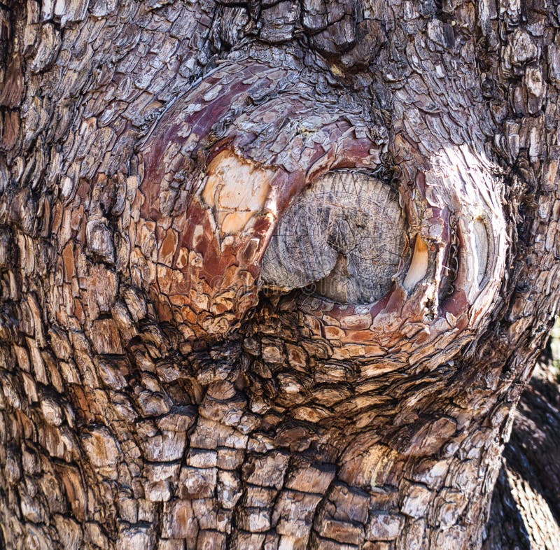 Bark of an Alligator Juniper Tree Stock Photo - Image of pine ...